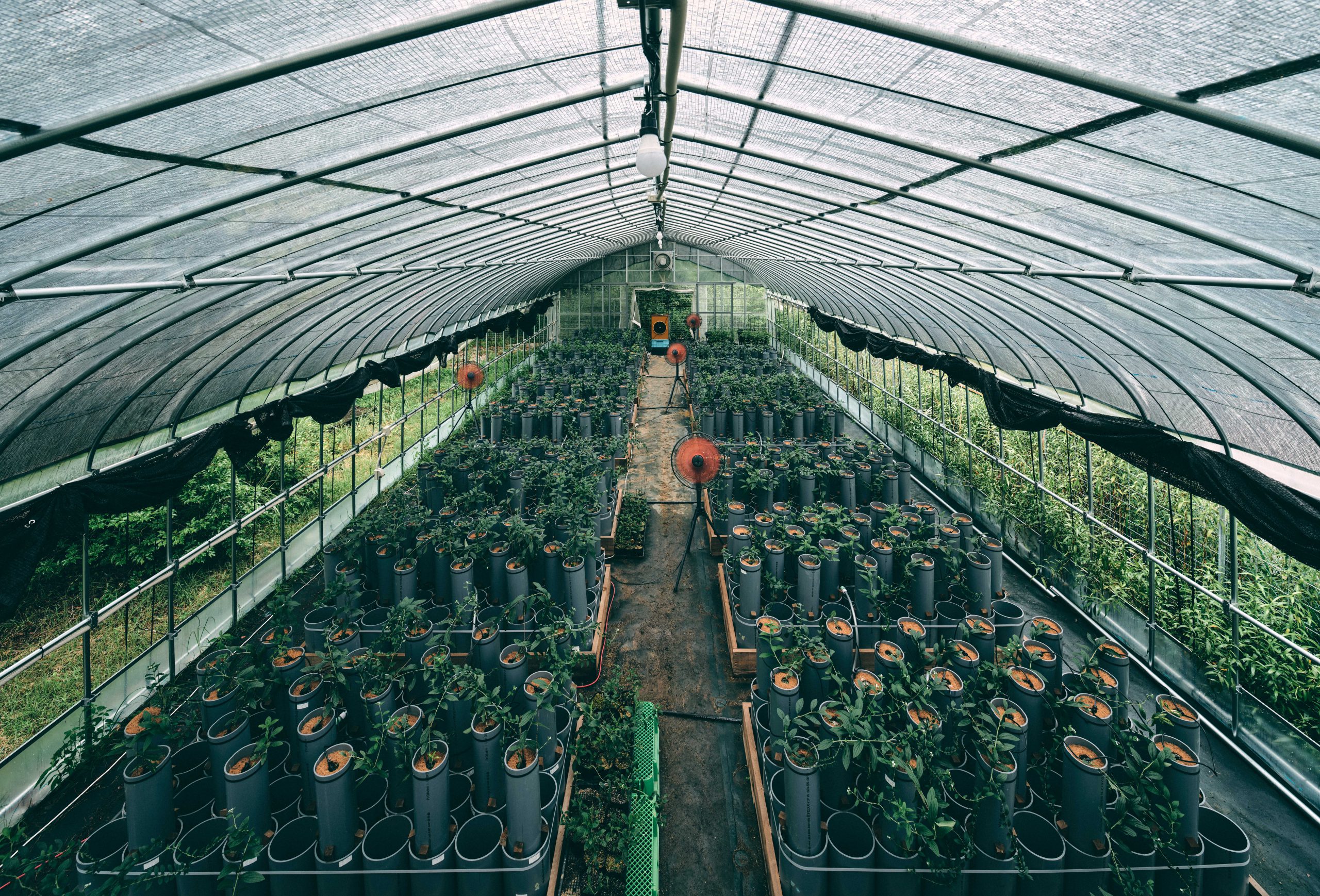 Research on ancient dyeing | HOSOO GALLERY